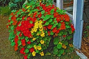 Step-by-Step: Growing Nasturtiums from Seeds in Just 5 Easy Steps - The ...