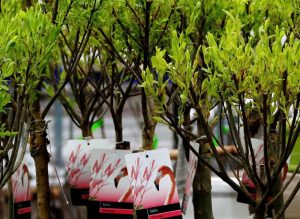 A Complete Guide to Growing Buddleia from Cuttings - The Arches