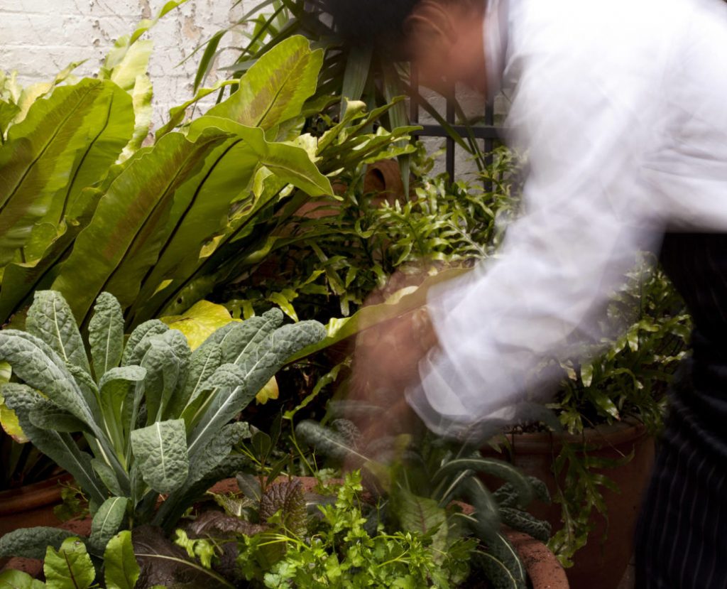 How and When to Harvest Kale to Increase Its Productivity - The Arches