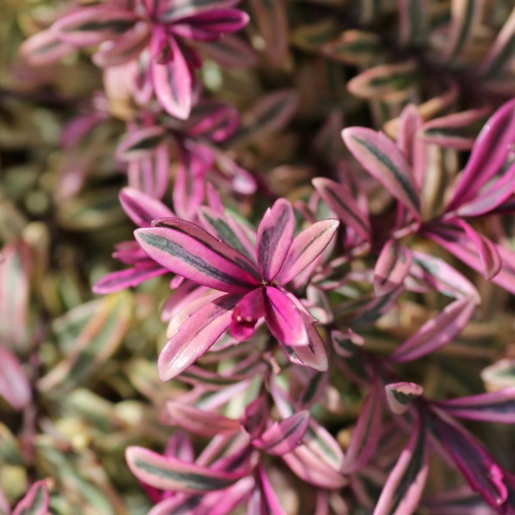 How to Prune Your Hebe Plant for Optimal Growth and Maintenance - The ...