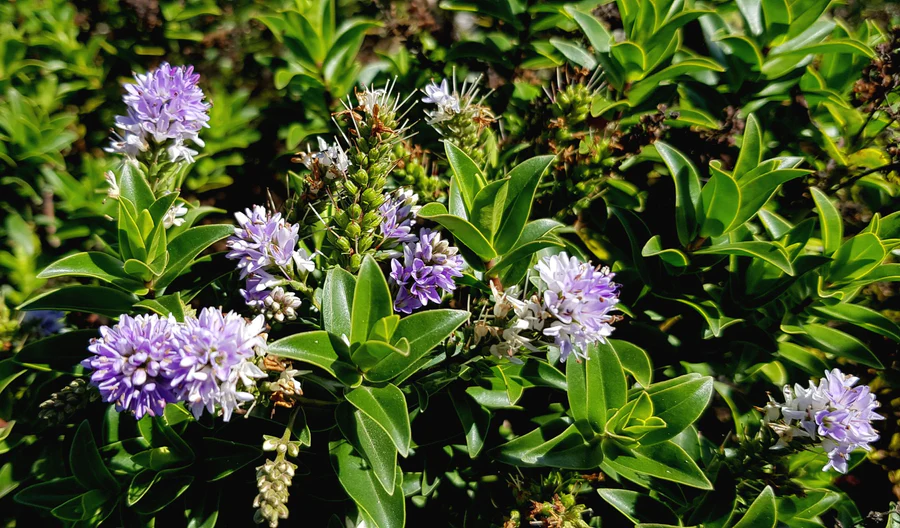 How to Prune Your Hebe Plant for Optimal Growth and Maintenance - The ...