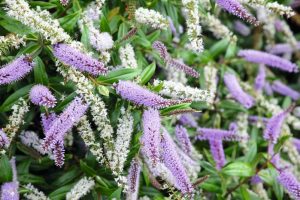 Top18 Stunning Hebe Varieties To Brighten Up Your Garden - The Arches