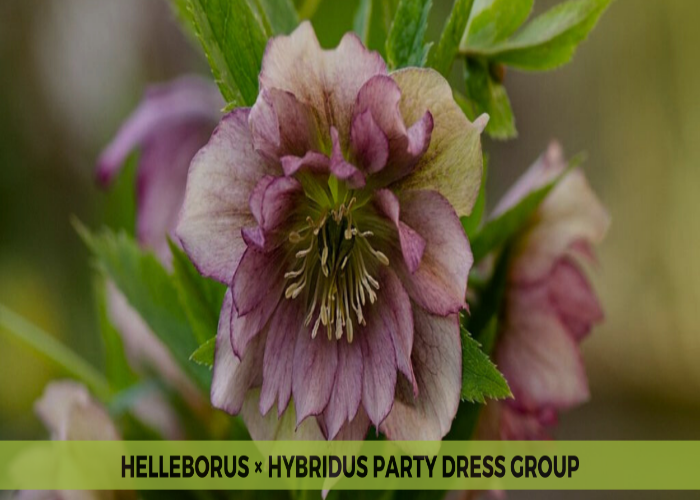 15 Purple & Black Hellebore Varieties Worth Growing - TheArches