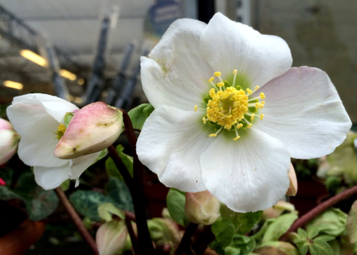 15 Stunning White Hellebore Flowers You Need to See - TheArches