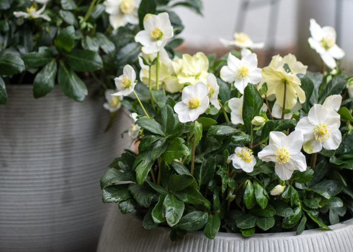 15 Stunning White Hellebore Flowers You Need to See - TheArches