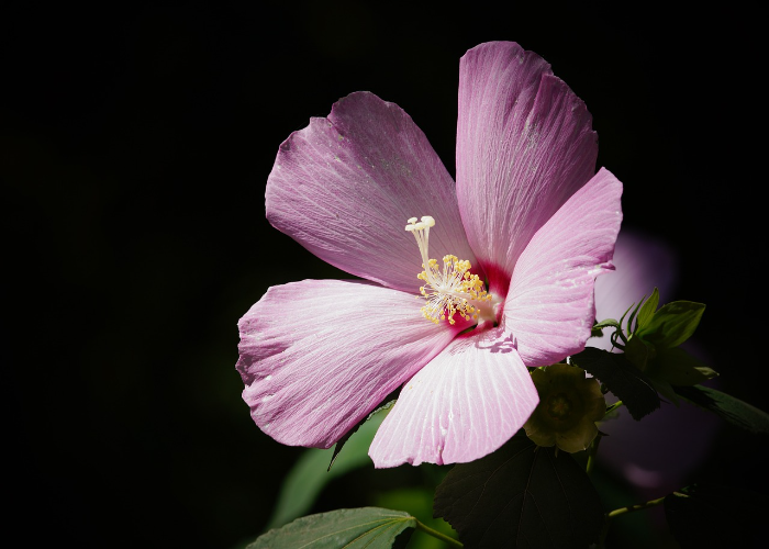 24 Long-Flowering Perennials That Will Transform Your Garden - TheArches