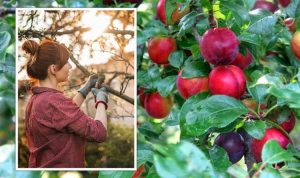 How and When to Prune a Photinia Red Robin Shrub - The Arches