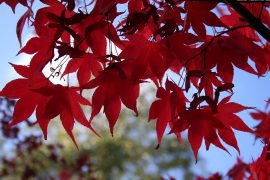 How and When to Prune Acer Trees : A Complete Guide - The Arches