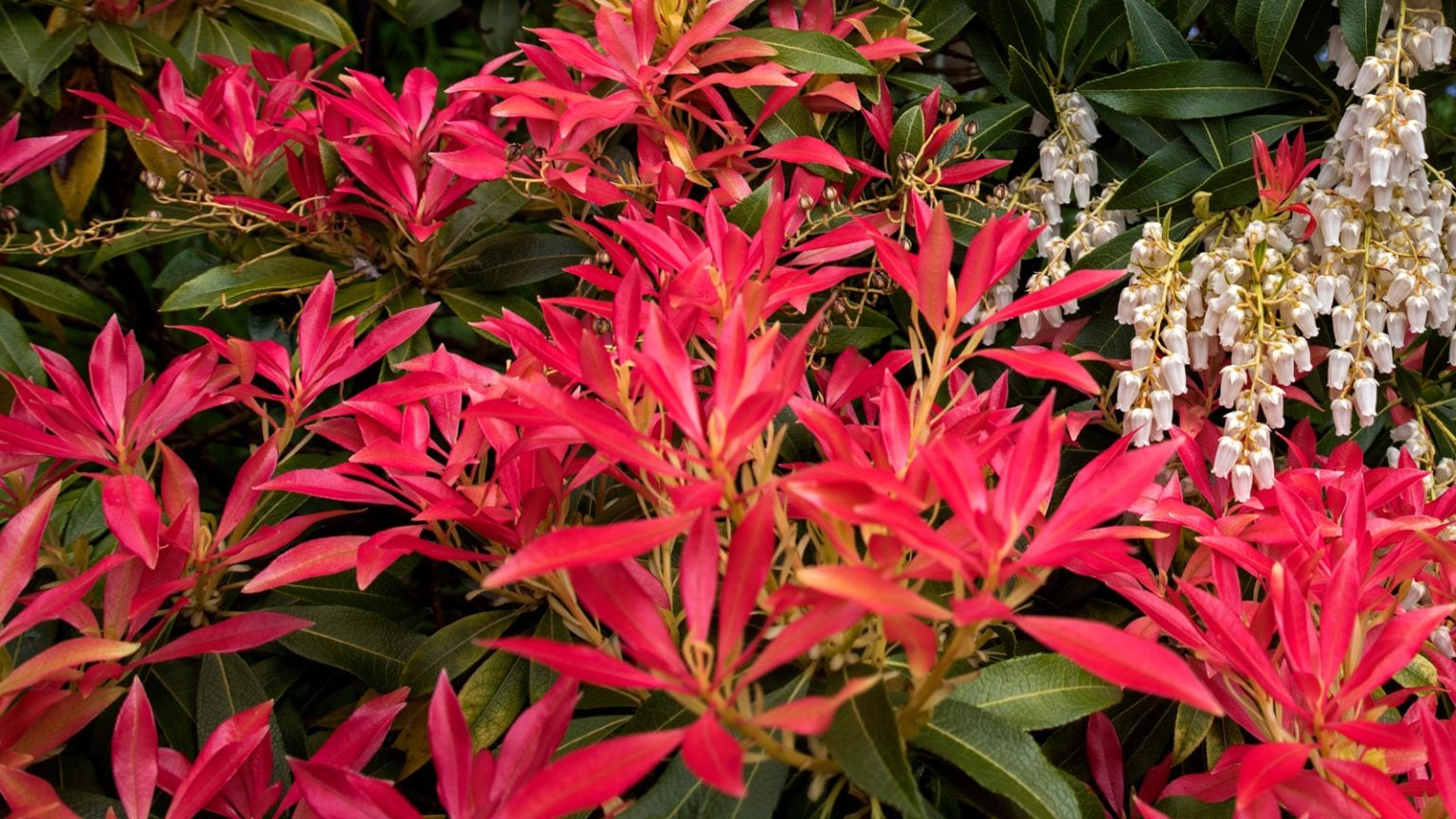 Step-by-Step: Pruning and Cutting Back Pieris the Right Way - The Arches