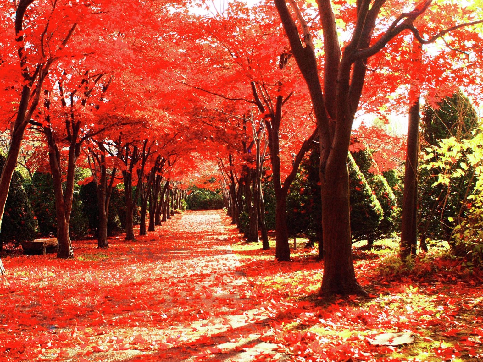 How Do You Prune an Overgrown Acer? - The Arches