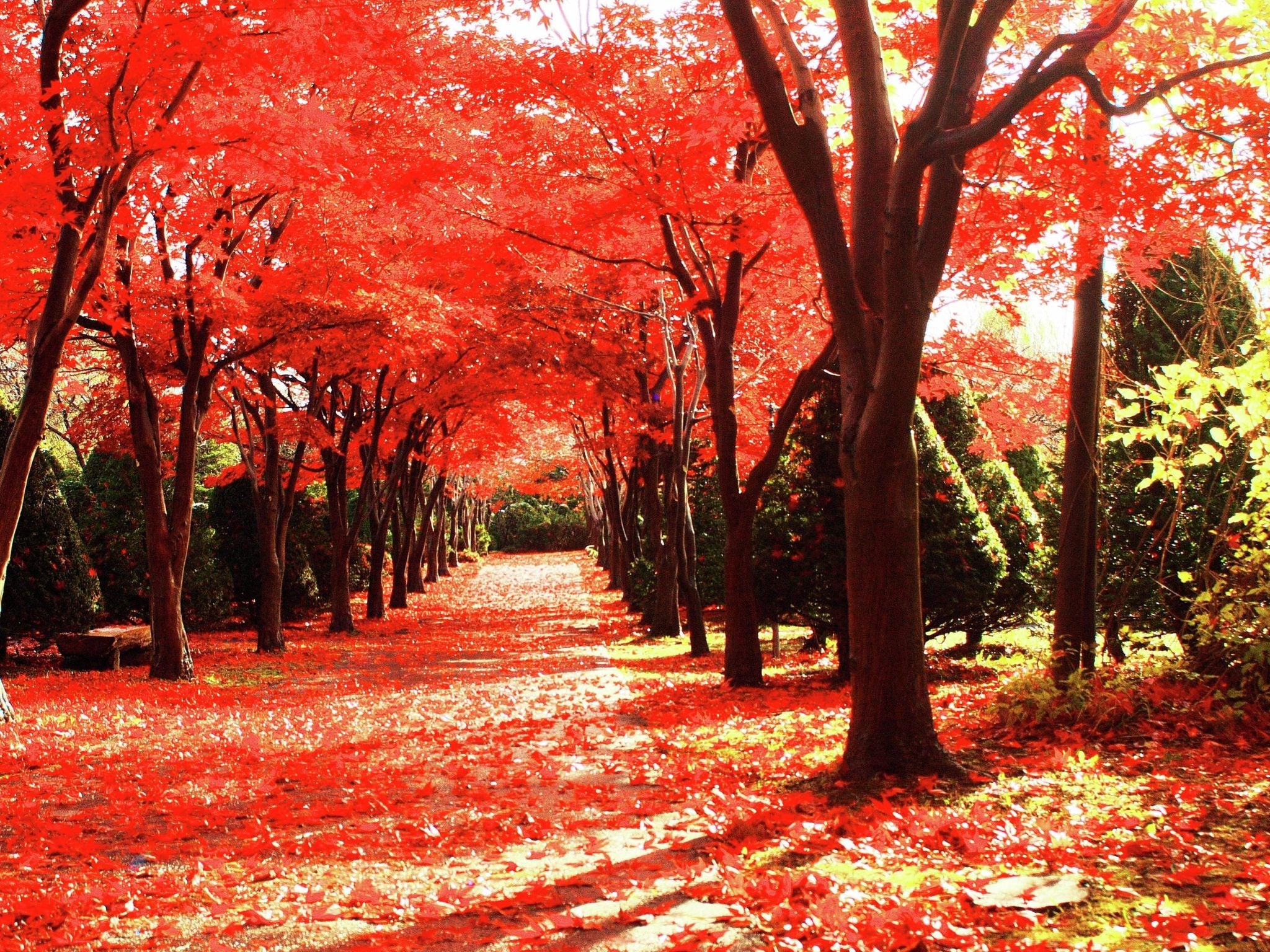 How Do You Prune an Overgrown Acer? - The Arches