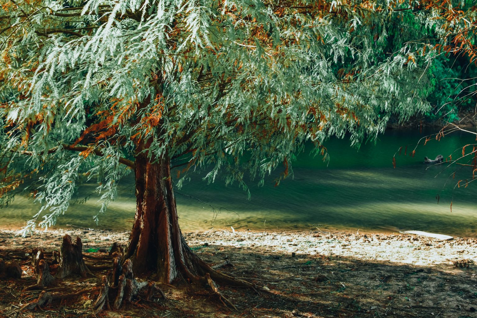 The Ultimate Guide to Growing Your Corkscrew Willow Tree - The Arches