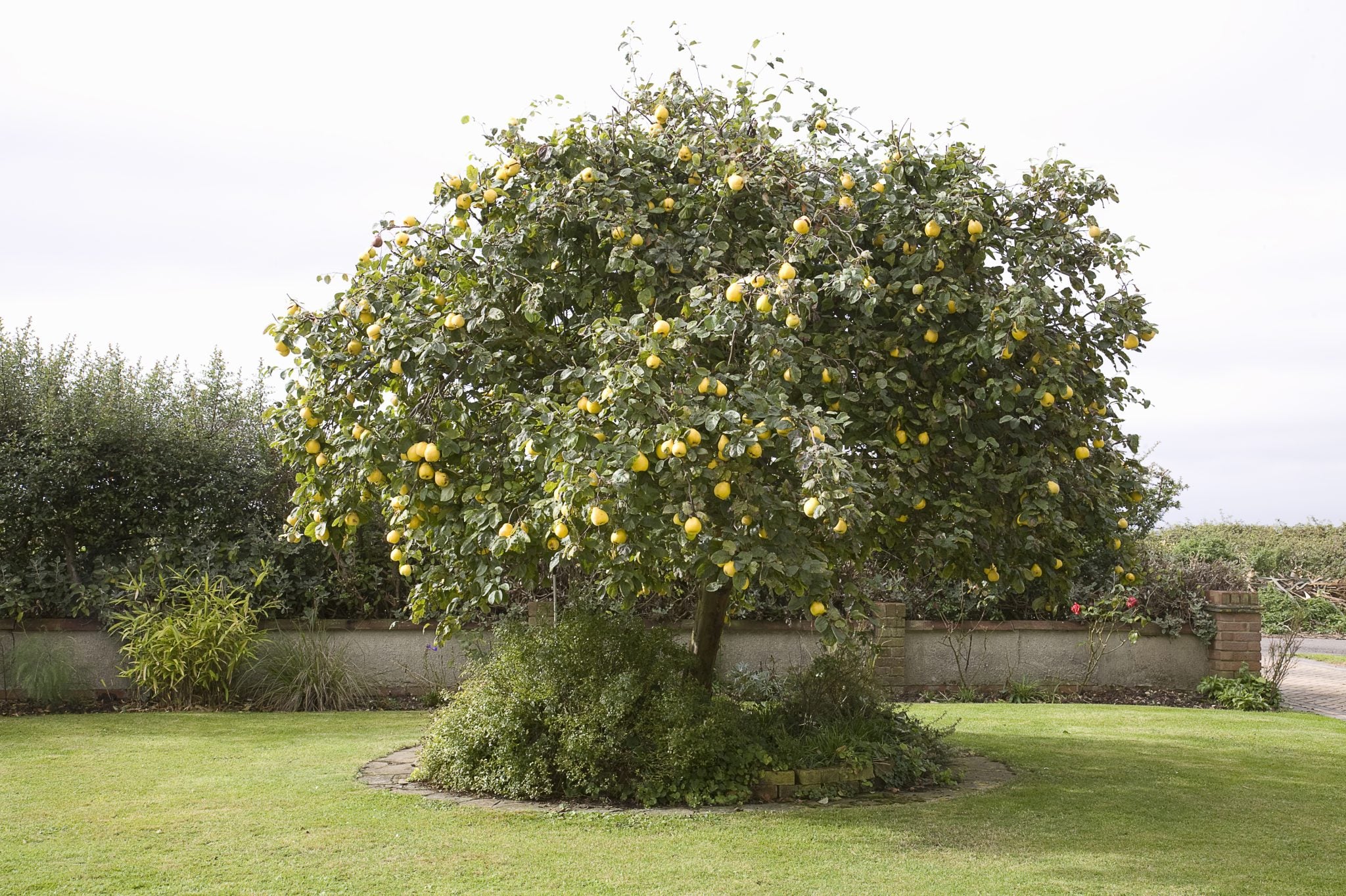 An Ultimate Guide to Growing Quince Trees in the UK - The Arches