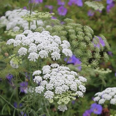 Growing Ammi Majus from Seed: A Quick Guide for Beginners - The Arches