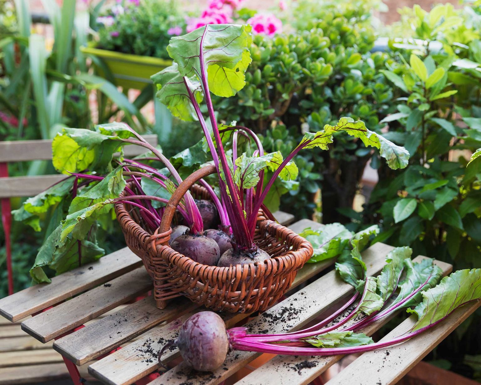 How to Easily Grow Beetroot in Pots and Containers - The Arches