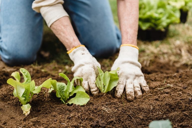 How to Grow Hebe in Pots: A Complete Guide - The Arches