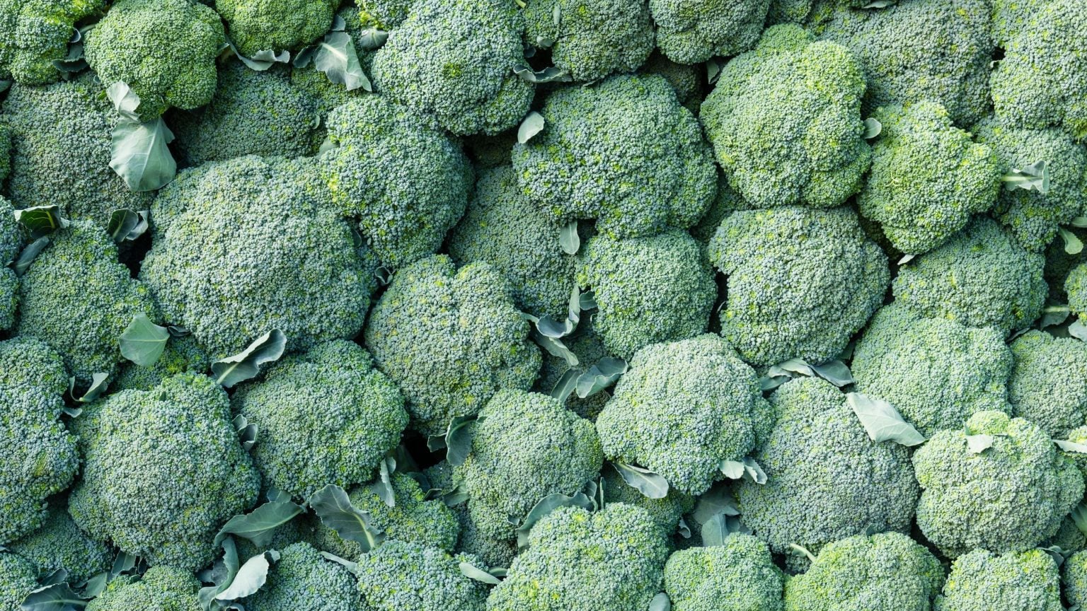 A Complete Guide to Growing 'Calabrese' Broccoli in your Garden - The ...
