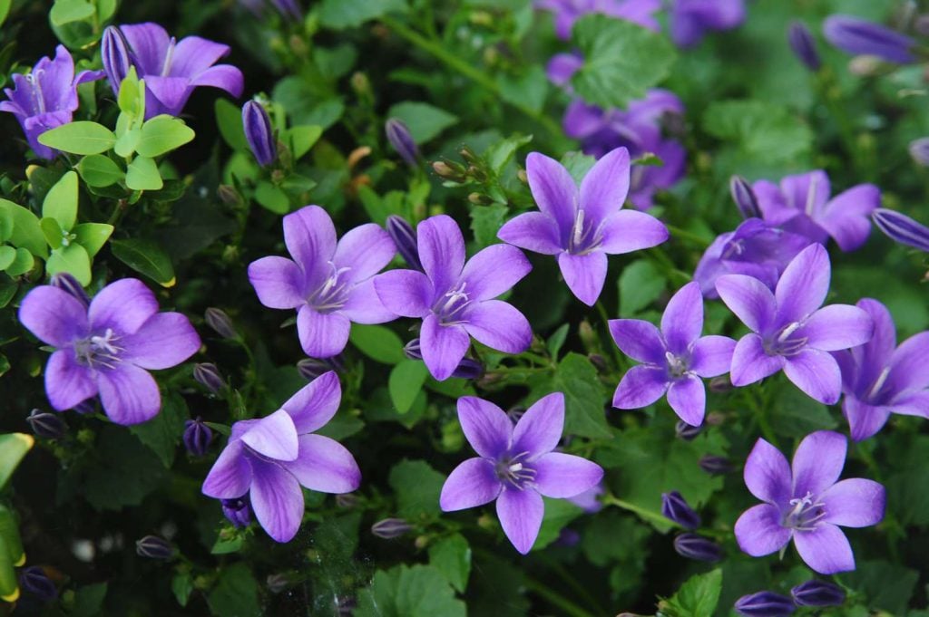 Grow Beautiful Campanula From Seed: A Step-by-Step Guide - The Arches