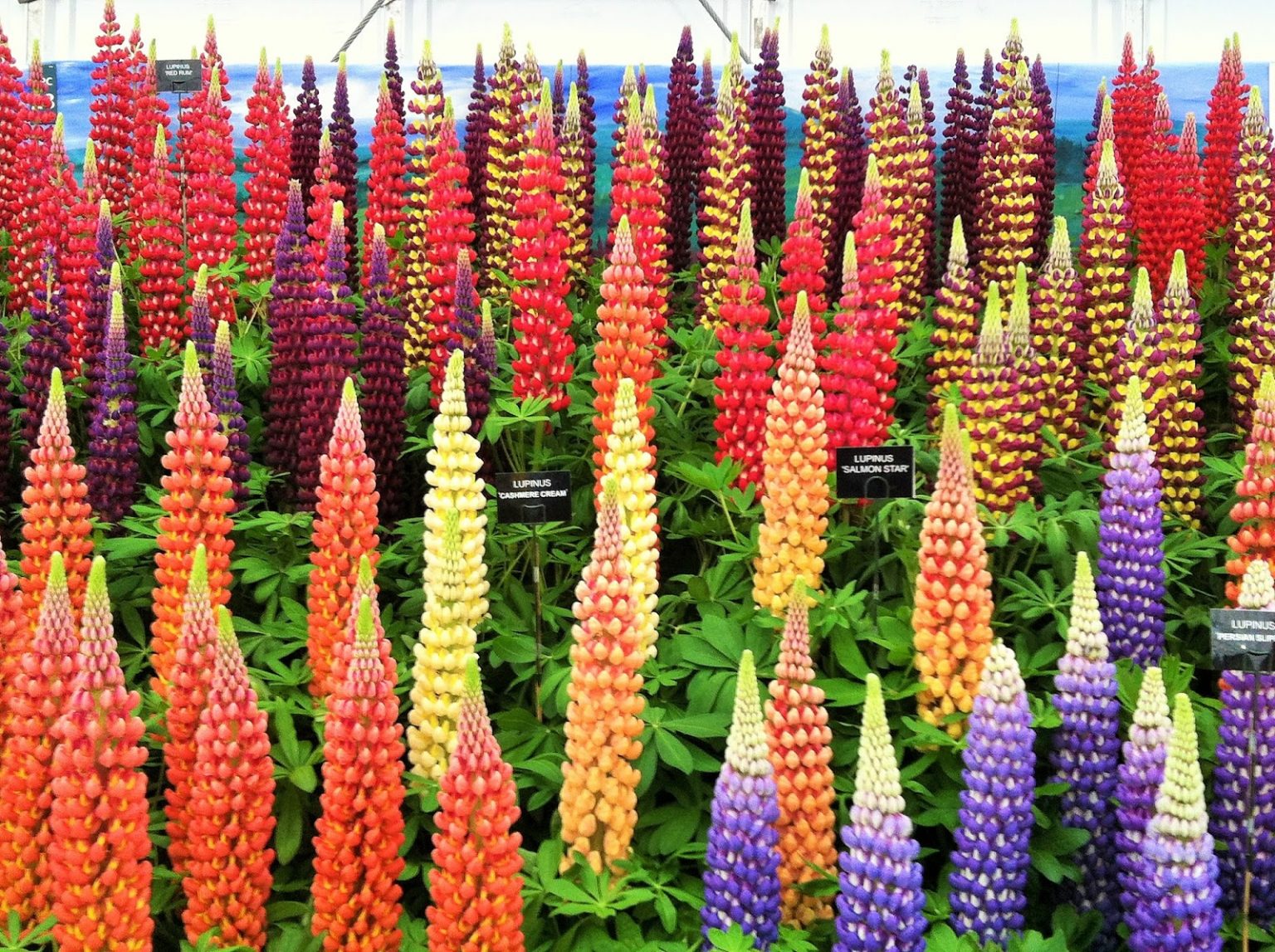 The Right Way to Grow and Care for Lupin Plants: Step by Step! - The Arches