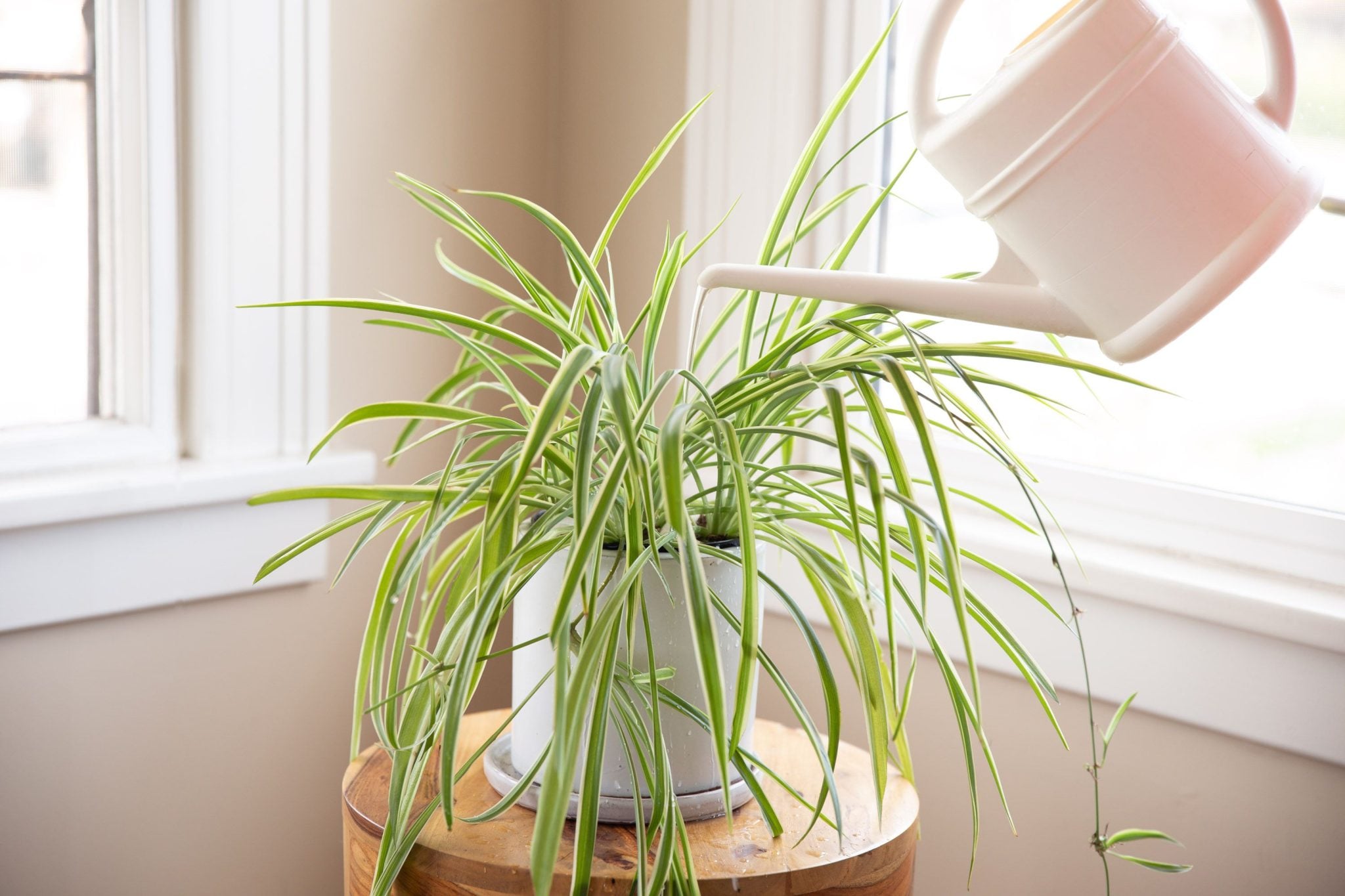 Learn How to Grow and Care for Spider Plant [UK] - The Arches