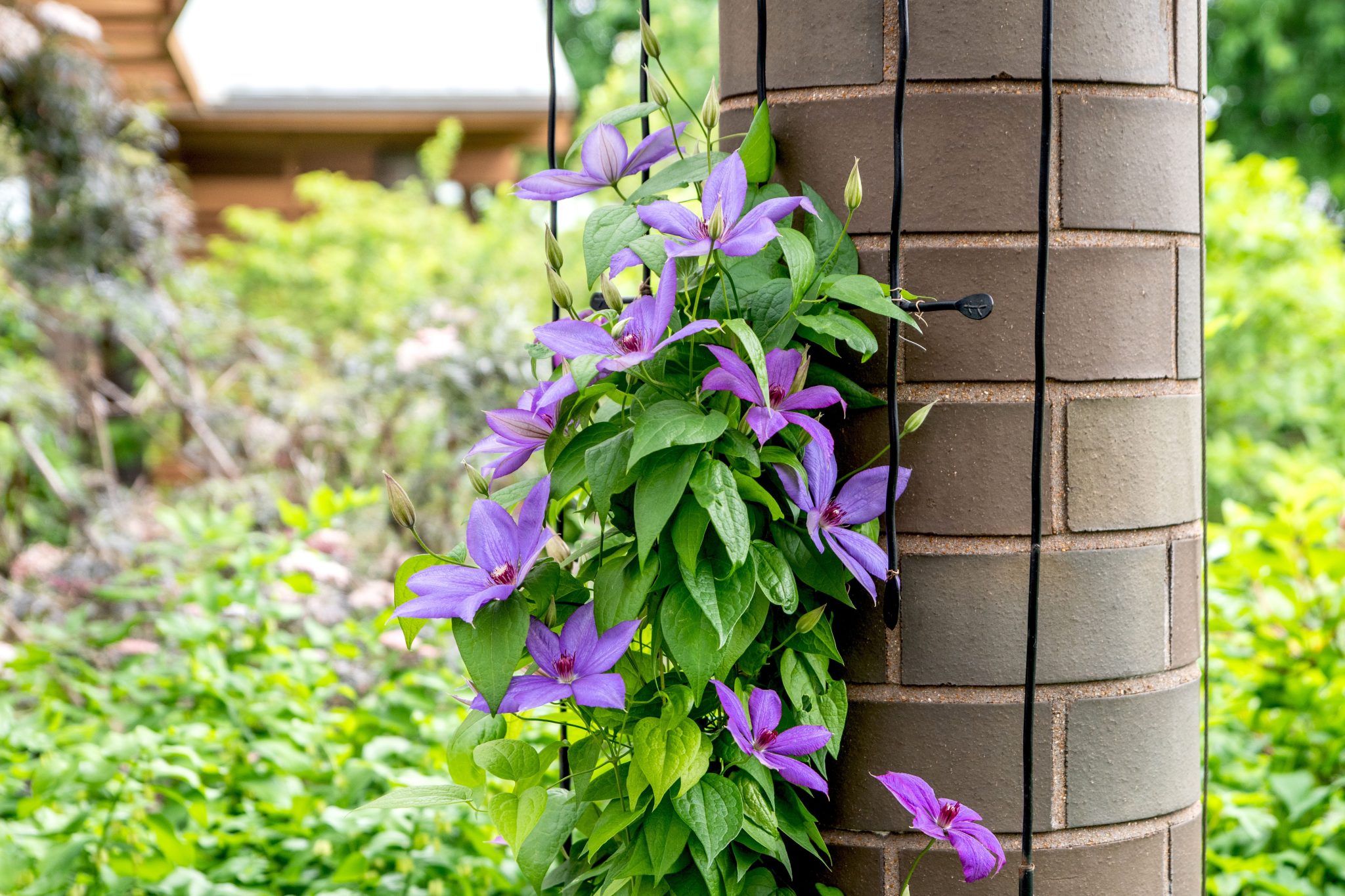 How to Plant and Care for Clematis [UK] - The Arches