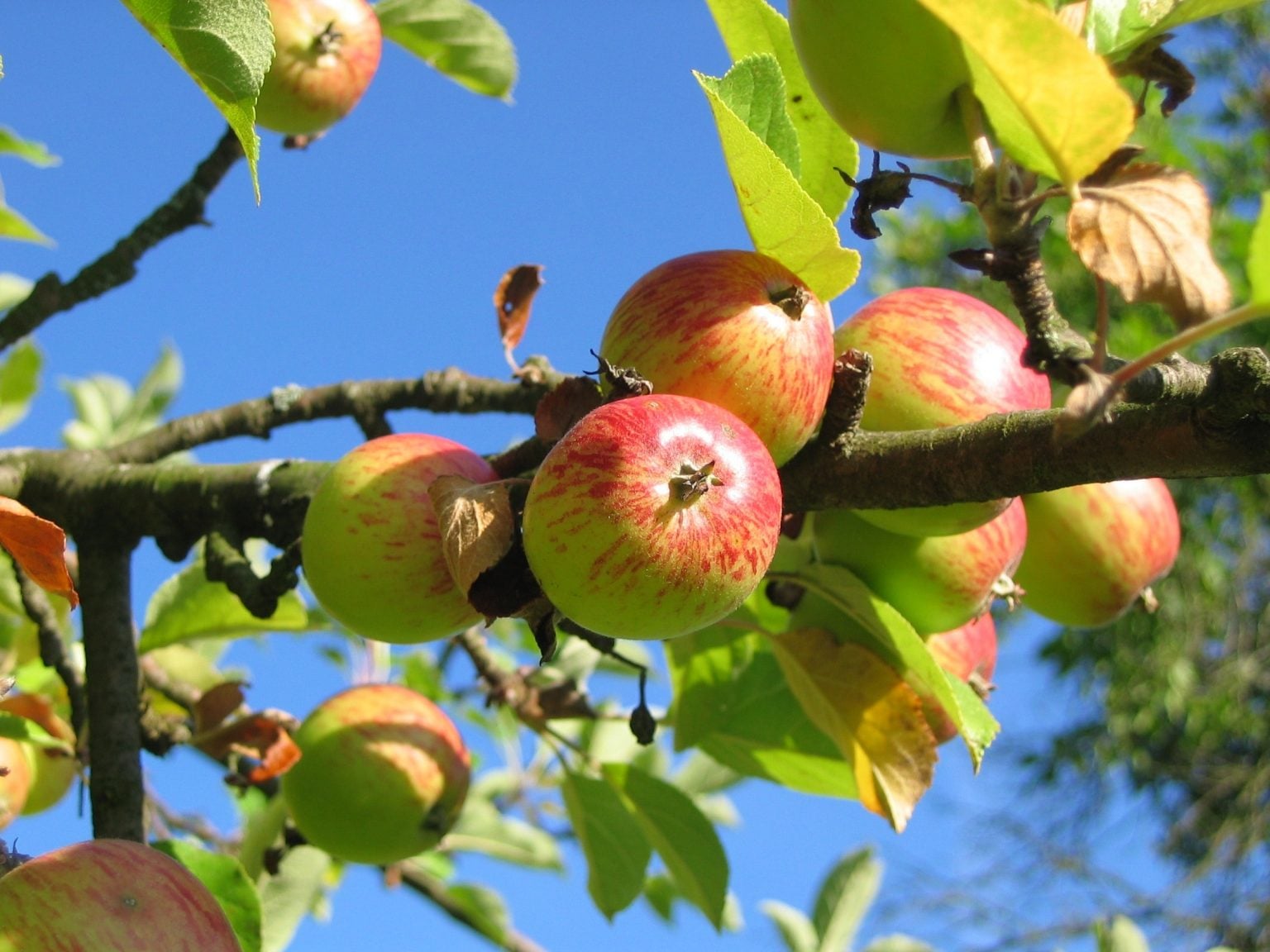 Growing Cordon (Columnar) Fruit Trees: A Step-by-Step Guide - The Arches