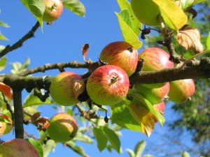 Growing Cordon (Columnar) Fruit Trees: A Step-by-Step Guide - The Arches