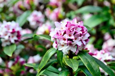 How to Successfully Grow and Care for Daphne Plants - The Arches