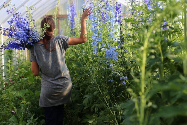 Easy Steps For Growing Stunning Delphiniums - The Arches