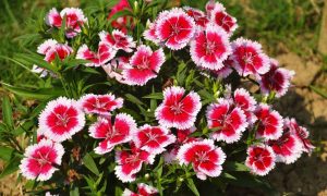 The Complete Guide To Grow Dianthus In Containers - The Arches