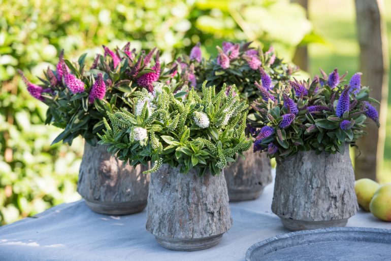 How to Successfully Grow and Care for Hebe Plants in Your Garden - The ...