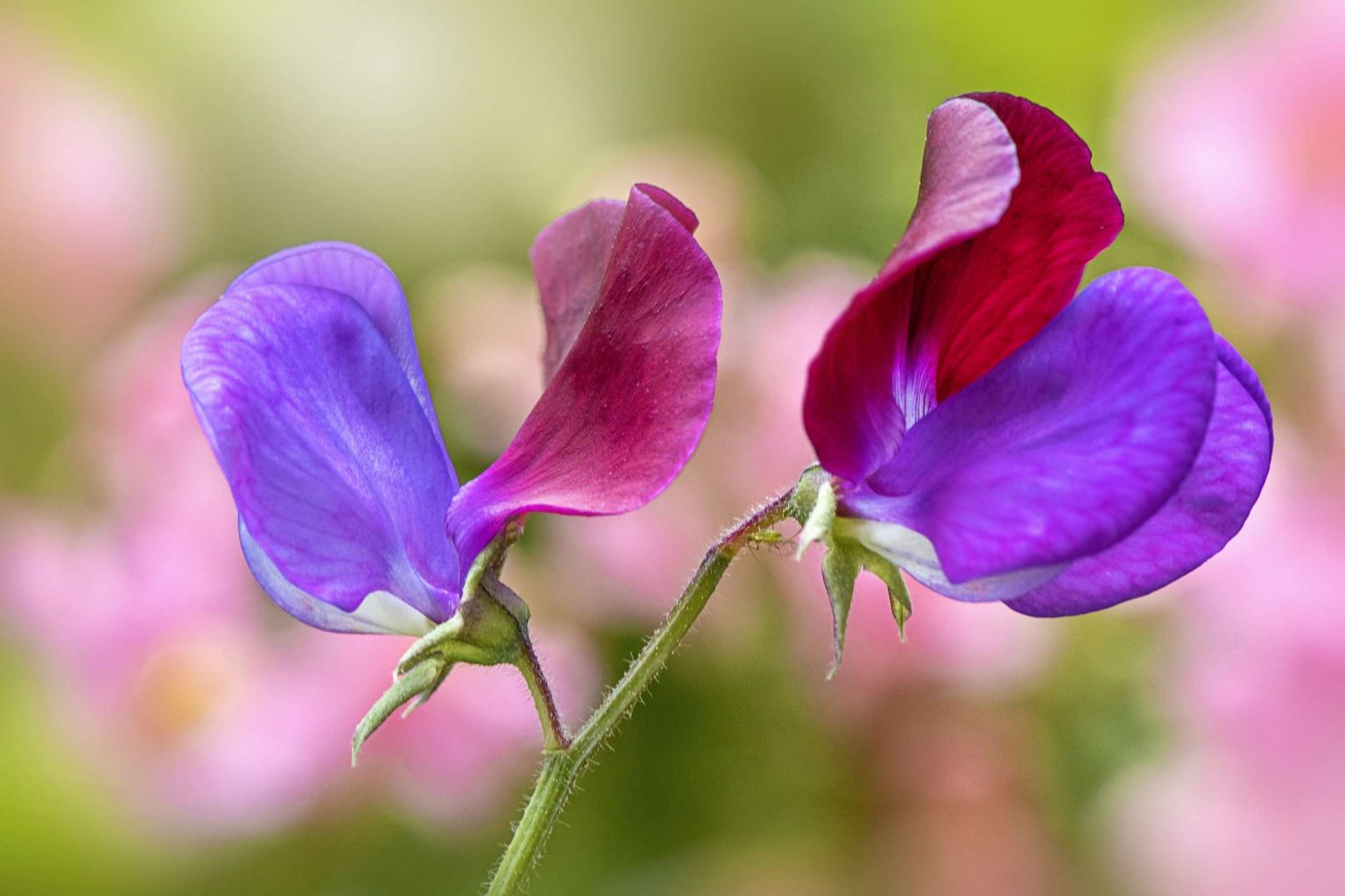 Sweet Pea Cultivation: A Beginner's Guide to Growing Lathyrus - The Arches