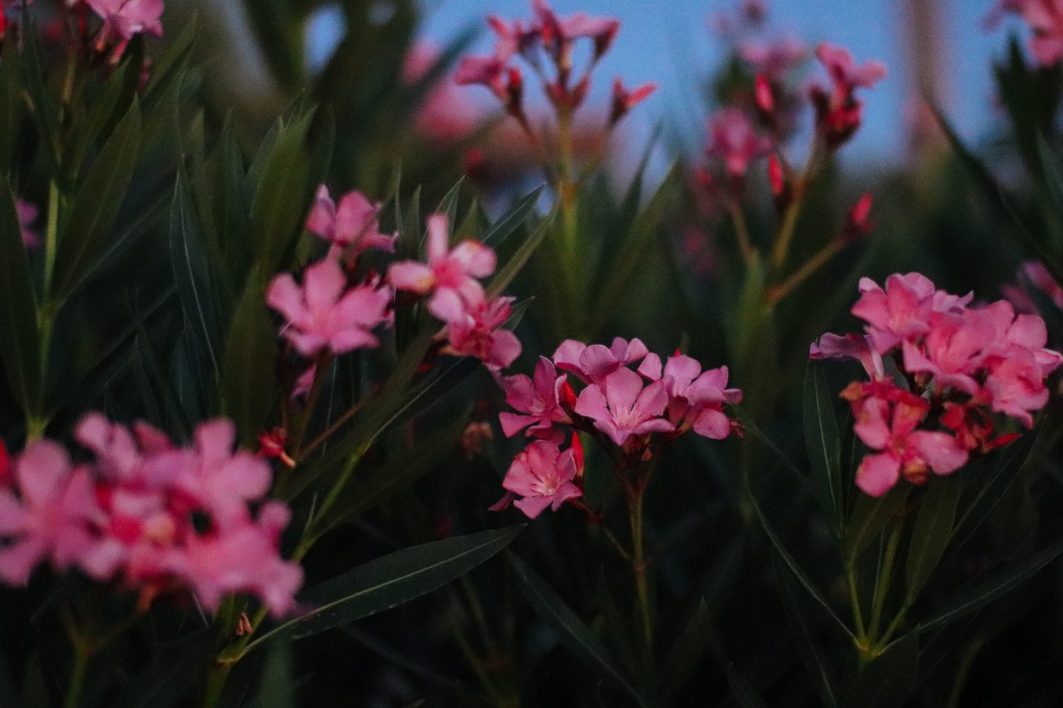Learn How to Grow Beautiful Nerium 'Oleander' - The Arches