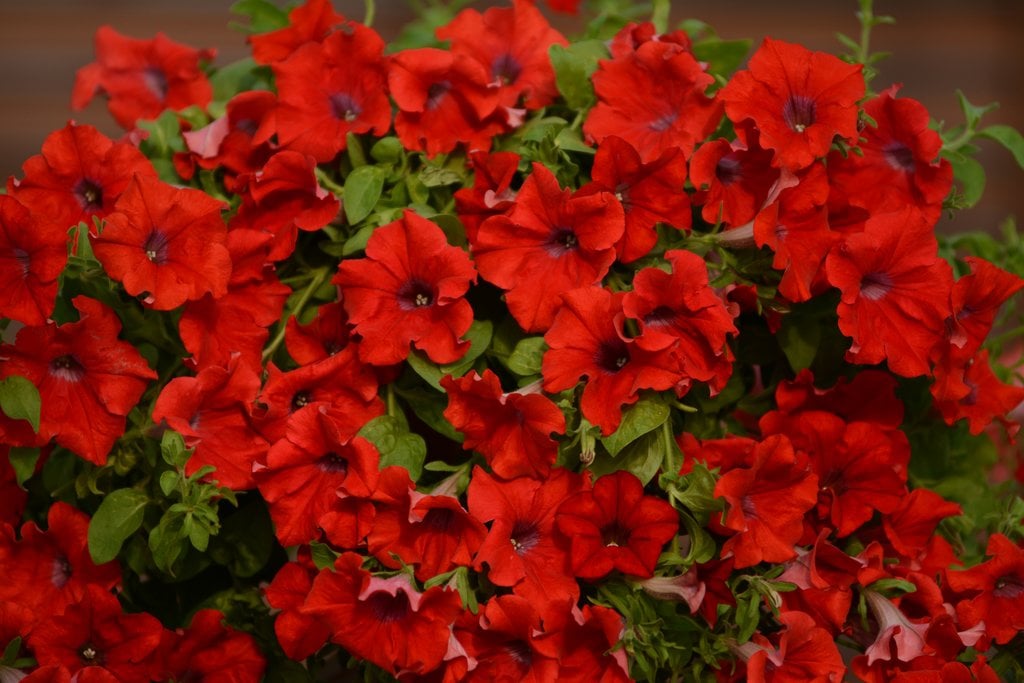 How to Grow Beautiful Surfinia® Trailing Petunias - The Arches
