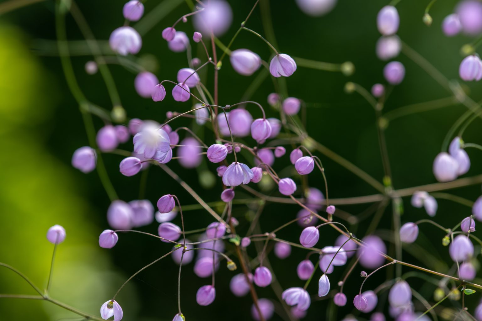 How To Grow Thalictrum (Chinese 'Meadow Rue') Plant In Your Garden ...