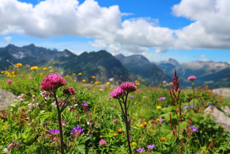 7 Simple Stages To Build A Stunning Alpine Garden From Scratch The Arches 7 Simple Stages To Build A Stunning Alpine Garden From Scratch The Arches