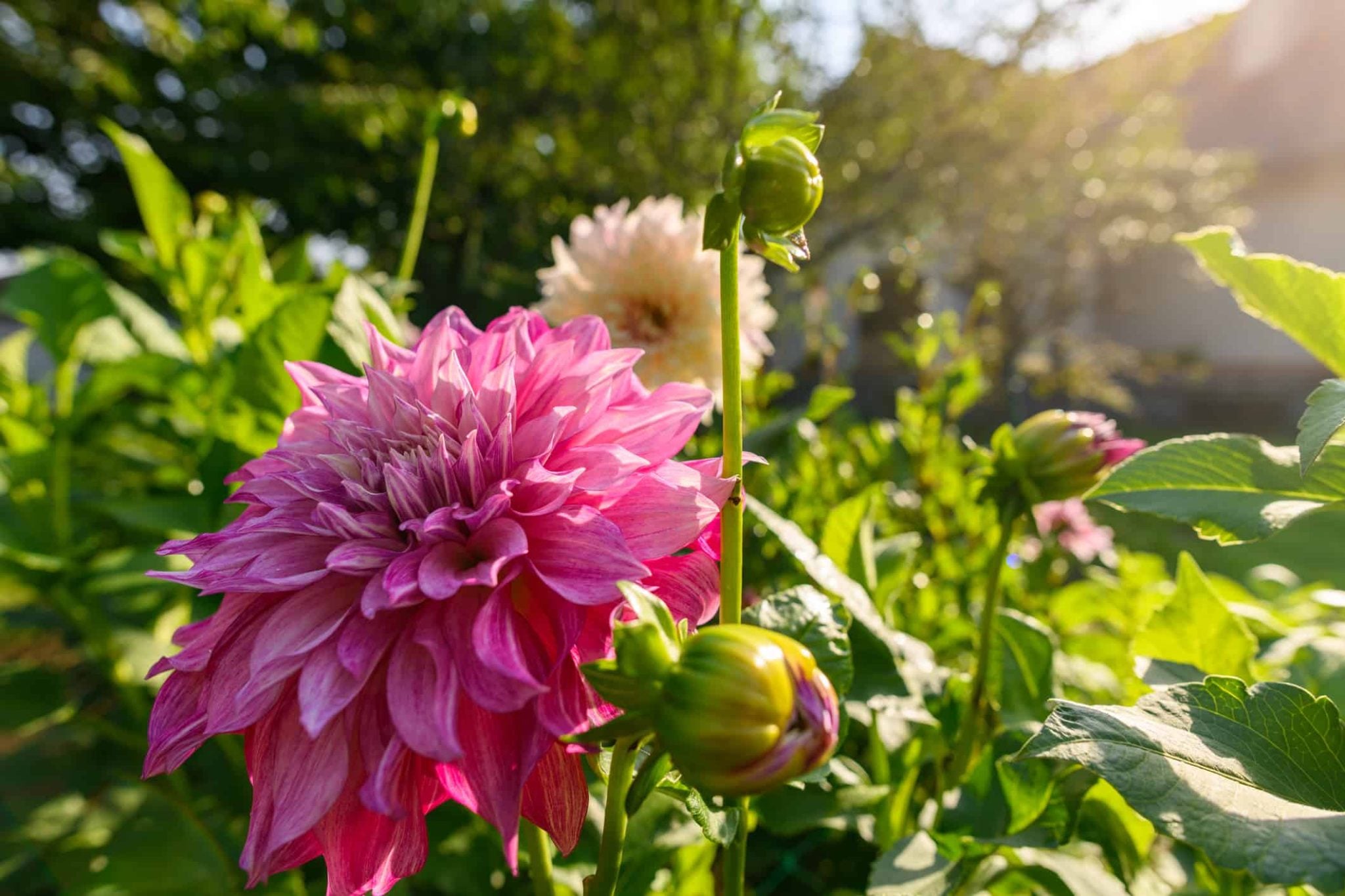 How to Pinch Out Dahlias: A Step-By-Step Guide - The Arches