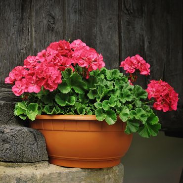 Easy Pruning Techniques for Tender and Hardy Geraniums - The Arches