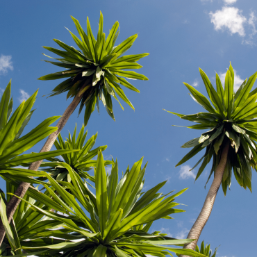 Yucca Plant Dying? Here's How To Revive a Dying Yucca Plant - TheArches