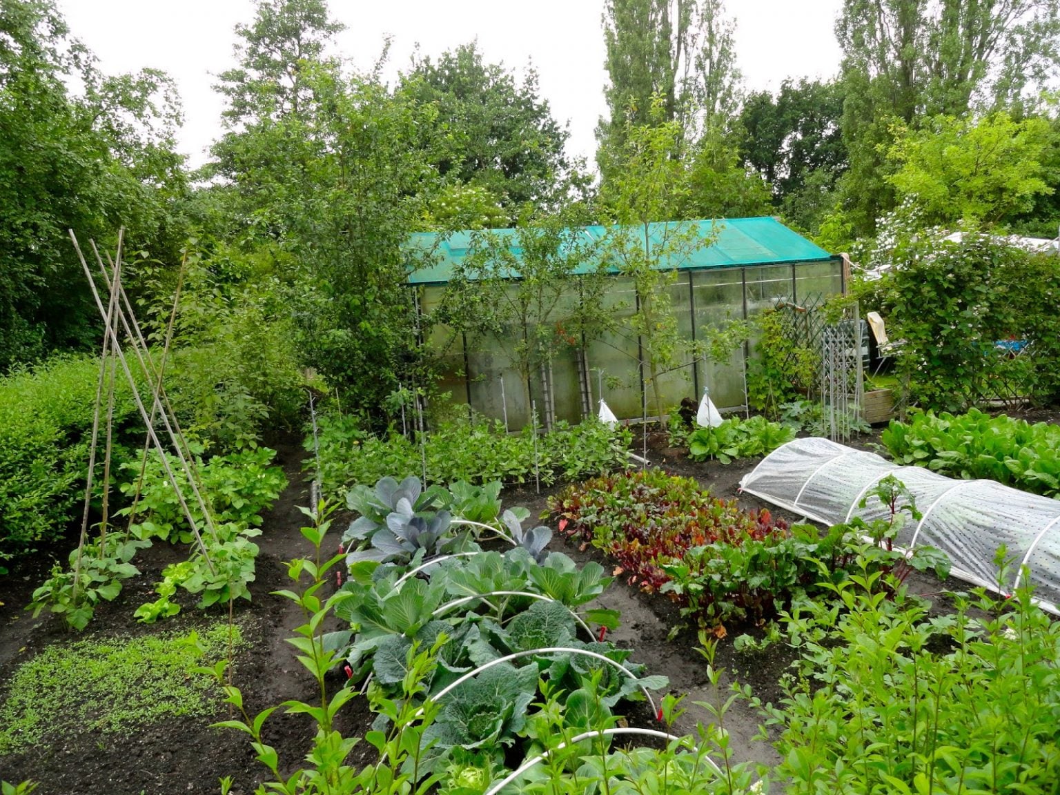 8 Easy Steps to Starting an Allotment Garden for Beginners - The Arches