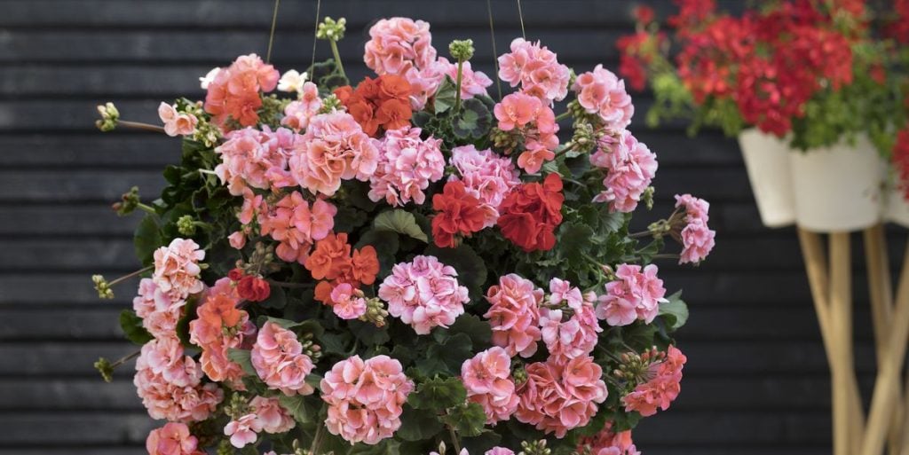 Quick Guide: How to Take Geranium Cuttings for Propagation - The Arches