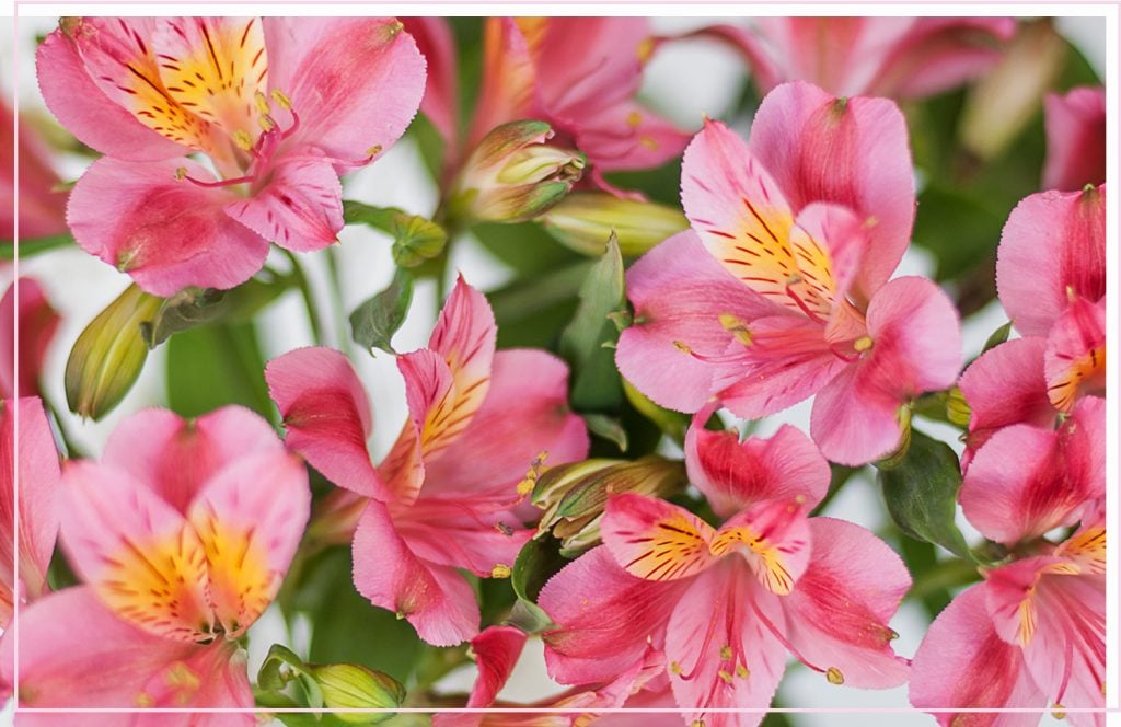 7 Steps to Propogate Alstroemeria from Cuttings - The Arches