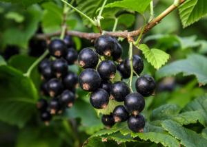 How To Grow and Prune Blackcurrant Bushes - The Arches