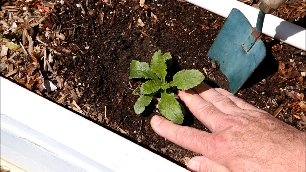 Grow Beautiful Campanula From Seed: A Step-by-Step Guide - The Arches
