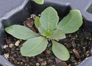 Heleniums Care and Growing Strategies [A Beginner's Guide] - The Arches