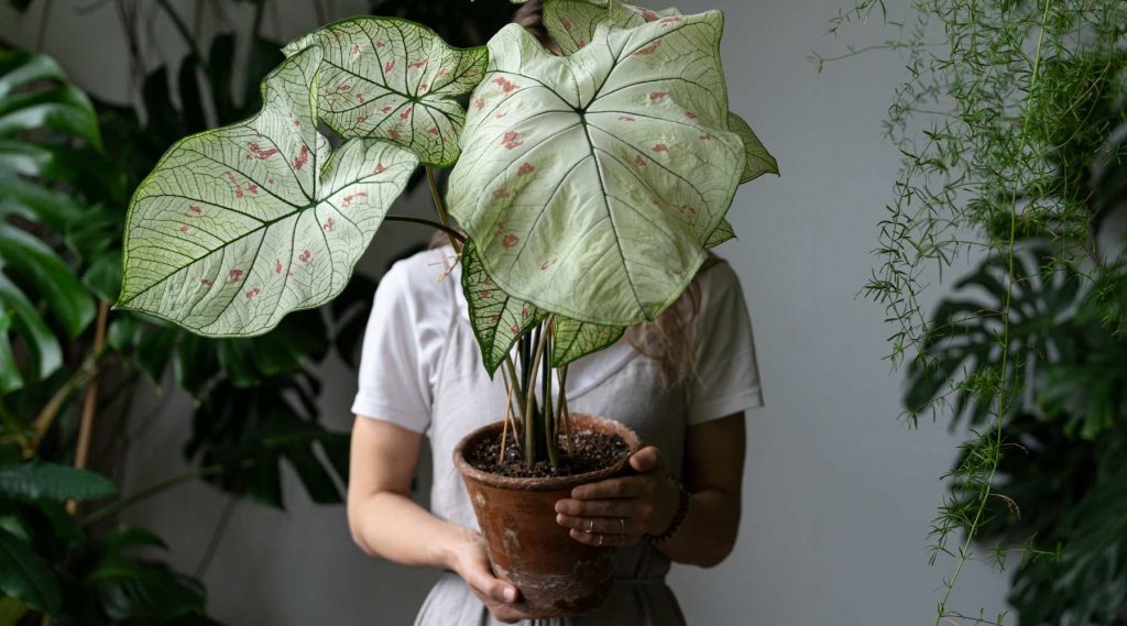 Top 8 Tips for Growing Lush Caladium Houseplants - The Arches