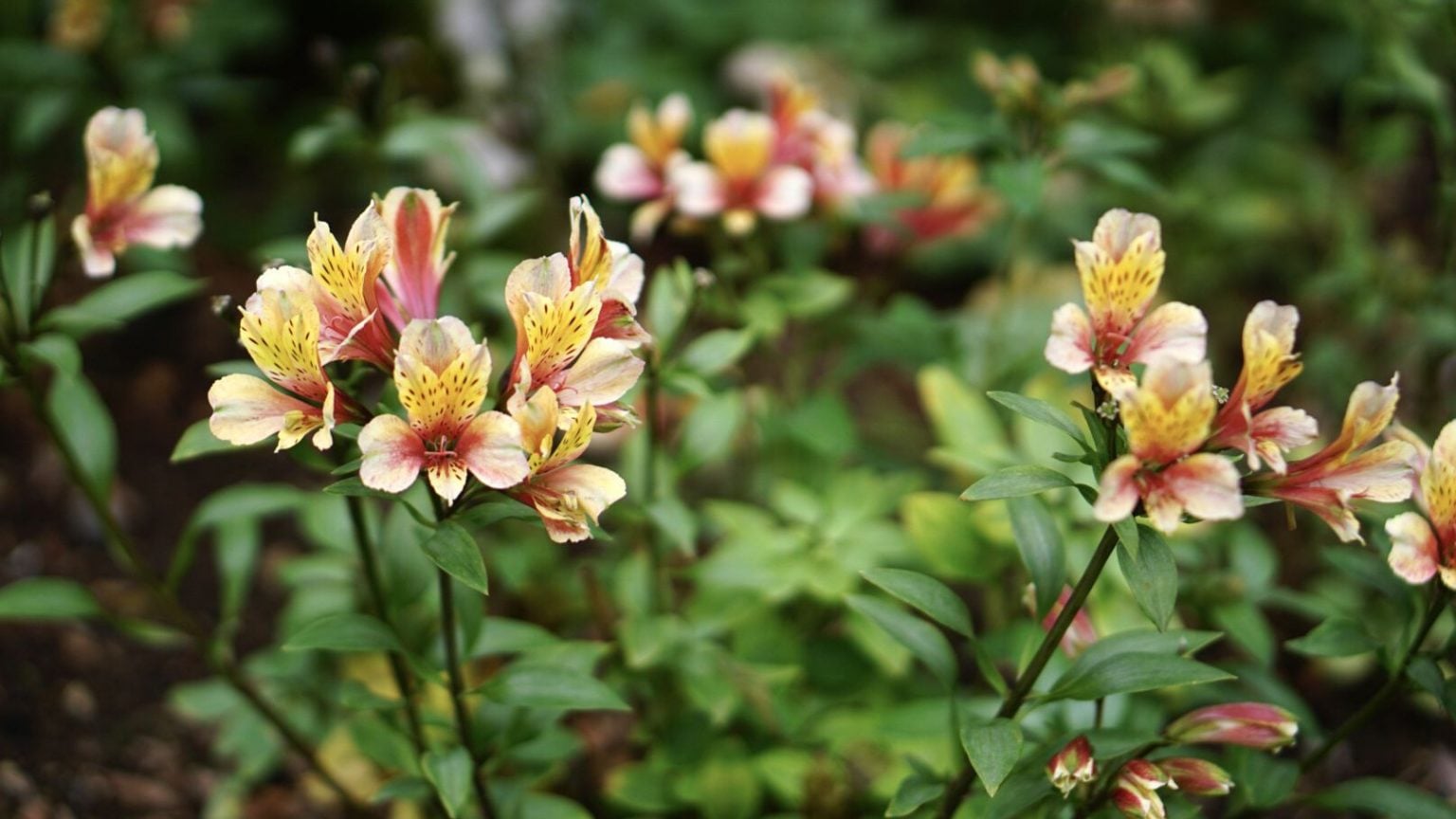 How to Grow and Care Alstroemeria - The Arches