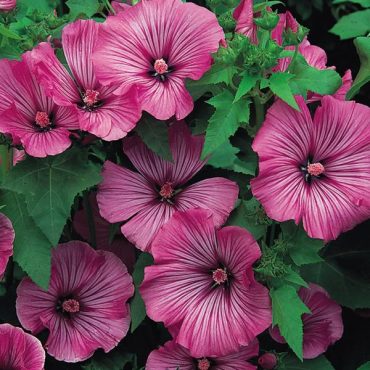 How to Grow and Care for Lavatera - The Arches