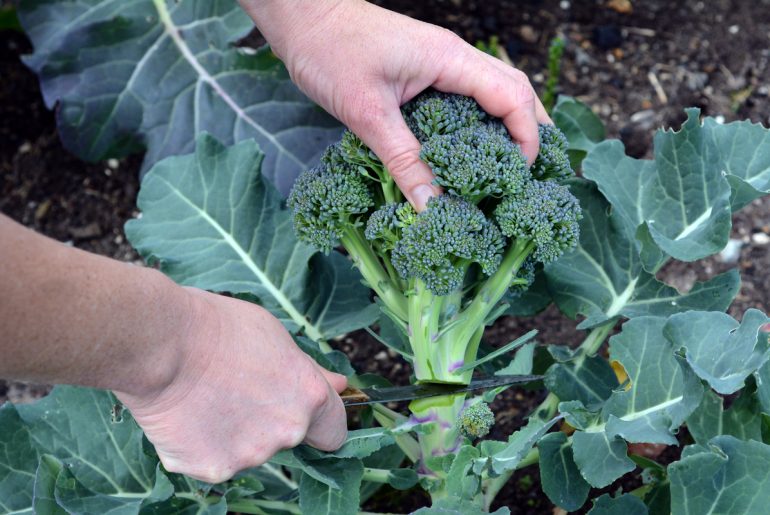 A Complete Guide to Growing 'Calabrese' Broccoli in your Garden - The ...