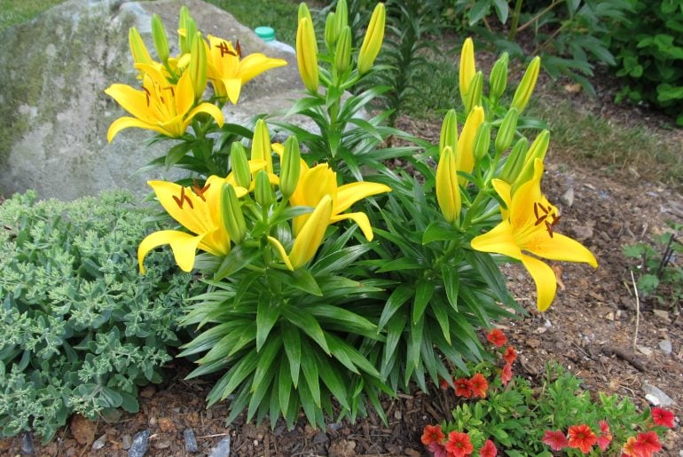 How to Grow and Care for Asiatic Lilies - The Arches